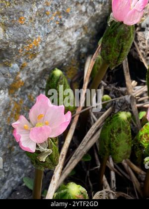 Himalayan Mayapple (Podophyllum hexandrum Stock Photo - Alamy