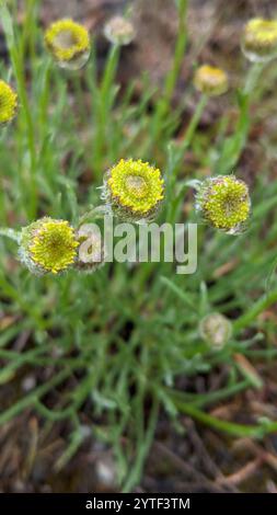 Desert Yellow Fleabane (Erigeron linearis Stock Photo - Alamy