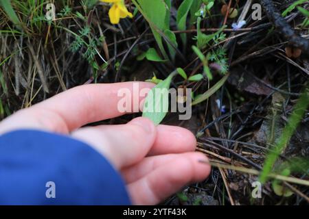 Baker's violet (Viola bakeri Stock Photo - Alamy