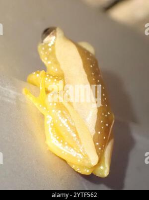 Fornasini's Spiny Reed Frog (Afrixalus fornasini) Amphibia Stock Photo ...