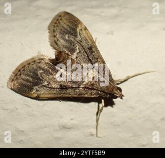 European Pepper Moth (Duponchelia fovealis), Insecta, Santo Antão, Cape ...
