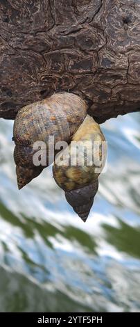 Mangrove Periwinkle (Littoraria angulifera Stock Photo - Alamy
