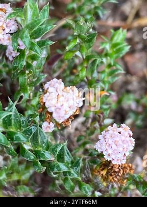 Creeping Snakebush (Stoebe prostrata Stock Photo - Alamy