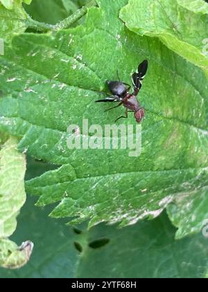 Common Picture-winged Fly (Delphinia picta Stock Photo - Alamy