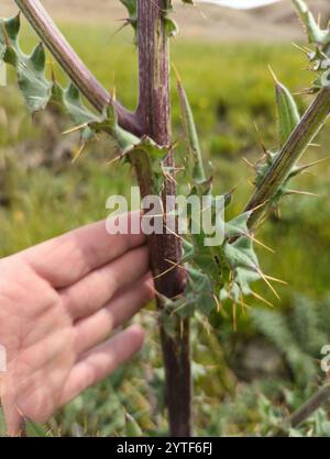 Mount Hamilton fountain thistle (Cirsium fontinale campylon Stock Photo ...