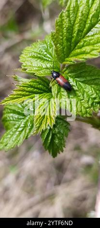 belted click beetle (Ampedus balteatus Stock Photo - Alamy