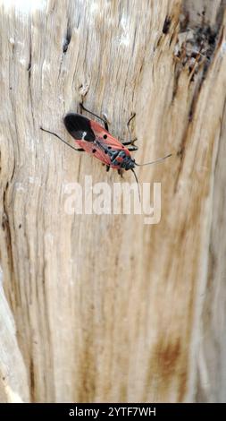 Cretan Seed Bug (Lygaeus creticus), Insecta, Gortyn, Gortyna, Crete, GR ...