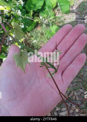graybark grape (Vitis cinerea Stock Photo - Alamy
