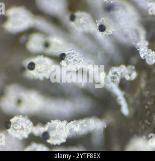 (Pilobolus roridus umbonatus Stock Photo - Alamy