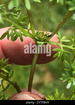 common soliva (Soliva sessilis Stock Photo - Alamy
