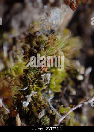 Cuspidate Earth Moss (Tortula acaulon Stock Photo - Alamy
