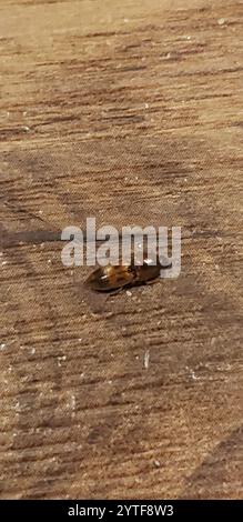 Deathwatch, Spider, and Wood-borer Beetles (Ptinidae Stock Photo - Alamy