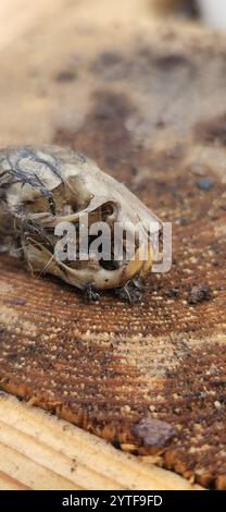 Woodland Vole (Microtus pinetorum Stock Photo - Alamy