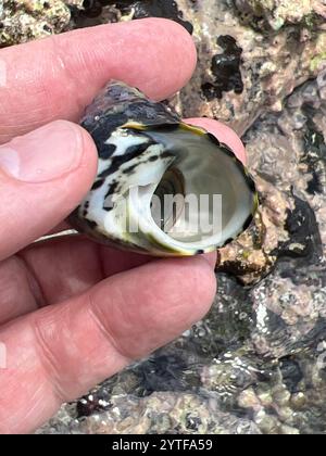 West Indian Top Shell (Cittarium pica) Mollusca Stock Photo - Alamy