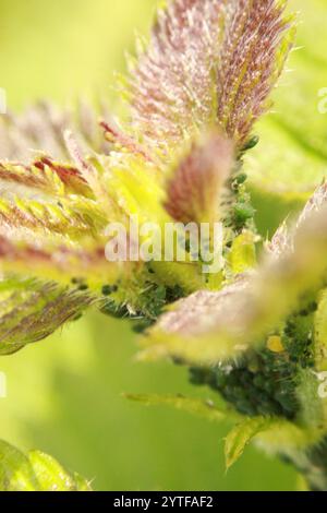 dark green nettle aphid (Aphis urticata Stock Photo - Alamy