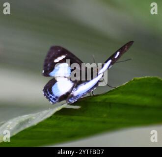 Irenia Metalmark (Thisbe irenea Stock Photo - Alamy