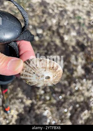 Rough Keyhole Limpet (Diodora aspera Stock Photo - Alamy