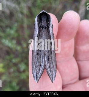 Vashti Sphinx (Sphinx vashti Stock Photo - Alamy