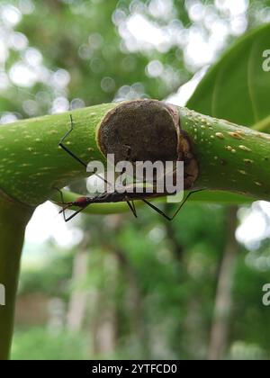 Banana Flies (Neriidae Stock Photo - Alamy