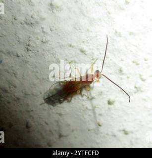 Narrow-waisted Wasps, Ants, and Bees (Apocrita Stock Photo - Alamy