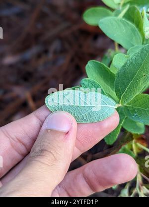 Dwarf Dangleberry (Gaylussacia nana Stock Photo - Alamy