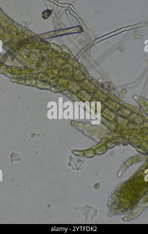 Spiny Threadwort (Cephaloziella spinigera Stock Photo - Alamy