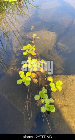 floating primrose-willow (Ludwigia peploides Stock Photo - Alamy