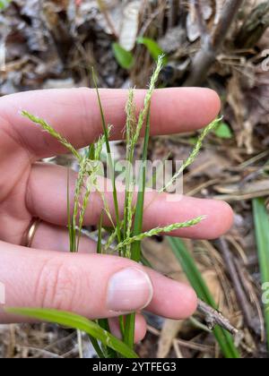 drooping woodland sedge (Carex arctata Stock Photo - Alamy
