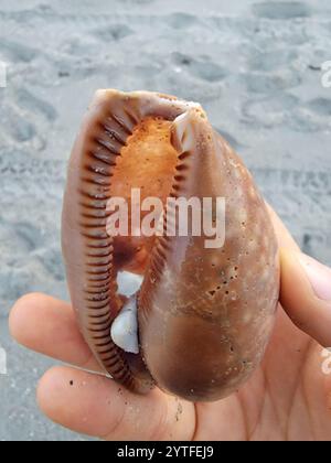 Atlantic Deer Cowrie (Macrocypraea cervus Stock Photo - Alamy