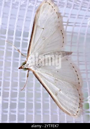 Jasmine Moth (Palpita vitrealis Stock Photo - Alamy