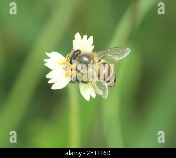 Apis cerana indica,Indian honey bee, Insect, flying and hovering above ...