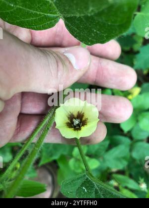 clammy groundcherry (Physalis heterophylla Stock Photo - Alamy