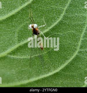 Modest Flat-headed Mayfly (Maccaffertium modestum Stock Photo - Alamy