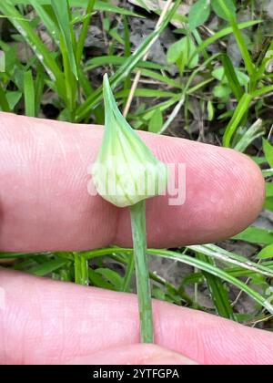 Canadian Meadow garlic (Allium canadense Stock Photo - Alamy
