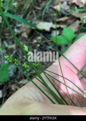 Reflexed Sedge (Carex retroflexa Stock Photo - Alamy
