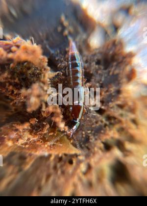 bark rove beetle (Atrecus affinis Stock Photo - Alamy