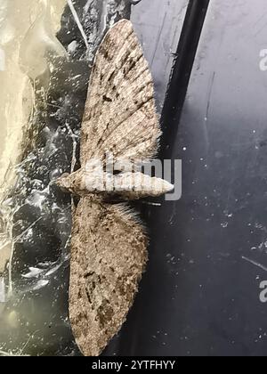 Mottled Pug (Eupithecia exiguata Stock Photo - Alamy