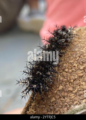 Eastern Buck Moth (Hemileuca sandra), Insecta, San Antonio Stock Photo ...