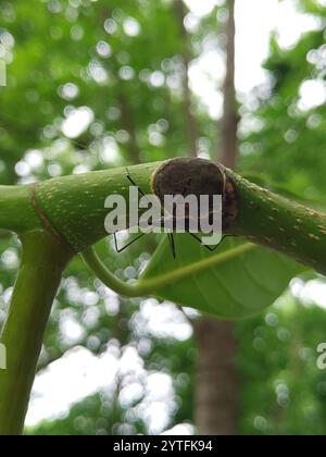 Banana Flies (Neriidae Stock Photo - Alamy