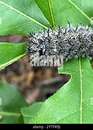 Grote's buckmoth (Hemileuca grotei Stock Photo - Alamy
