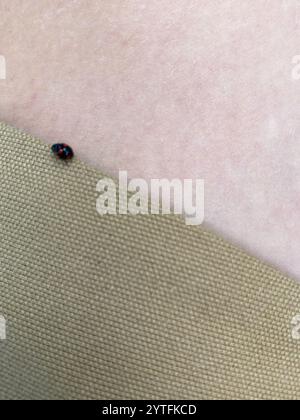 Twice-stabbed Lady Beetle (Chilocorus stigma Stock Photo - Alamy