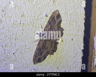 Australian Pug Moth (Chloroclystis filata) Insecta Stock Photo - Alamy