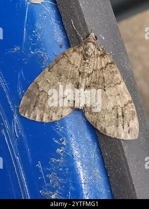 May Highflyer (Hydriomena impluviata Stock Photo - Alamy