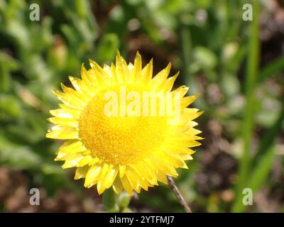 Bright Yellow Everlasting (Helichrysum aureum Stock Photo - Alamy