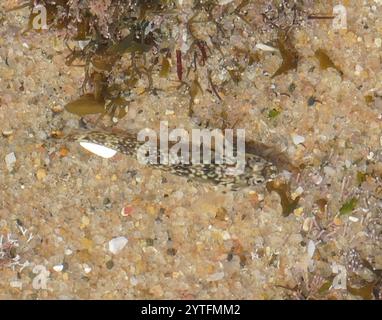 horned rockskipper (Antennablennius bifilum Stock Photo - Alamy