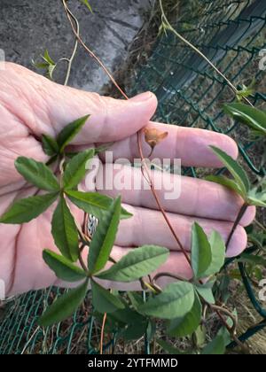 Rock Rosemary (Distimake quinquefolius Stock Photo - Alamy