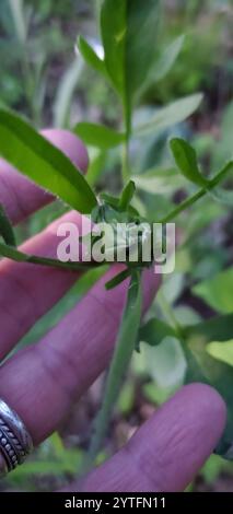 Light Poppymallow, Callirhoe alcaeoides Stock Photo - Alamy