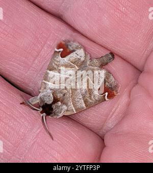 Sigmoid Prominent (Clostera albosigma Stock Photo - Alamy