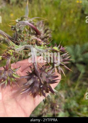 Mount Hamilton fountain thistle (Cirsium fontinale campylon) Plantae ...