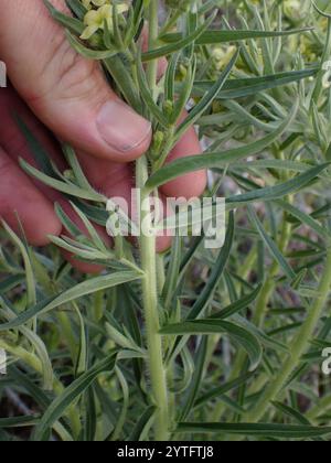 stoneseeds, puccoons, and gromwells (Lithospermum Stock Photo - Alamy